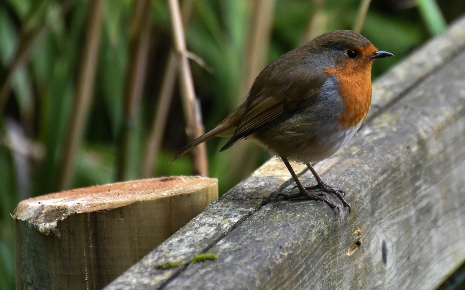16 Learnable Animal Calls: A Fun Guide for All Ages