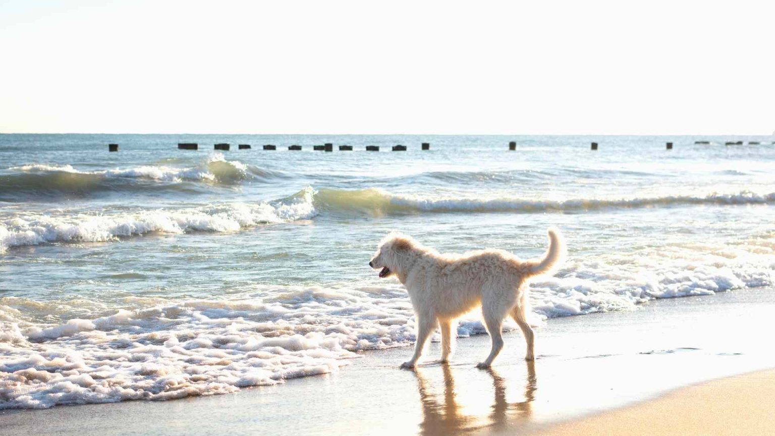 Dog Beaches Sunshine Coast: Your Ultimate Guide for Pup-Friendly Fun!