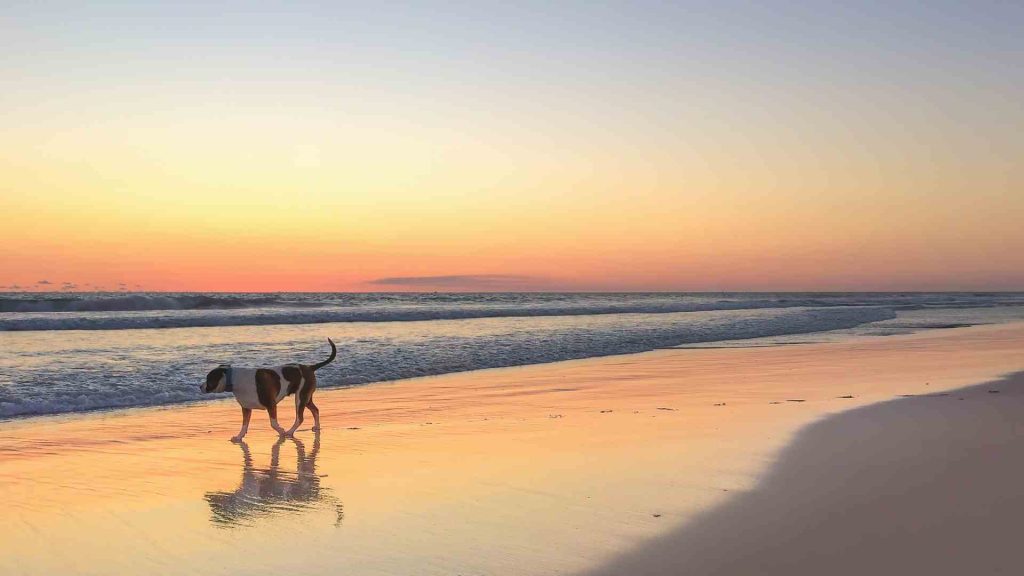 Dog Beaches Perth: Top Spots for Fun & Sun