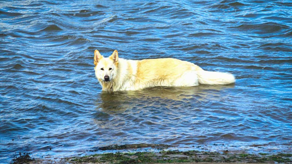 Dog Beaches Perth: Top Spots for Fun & Sun
