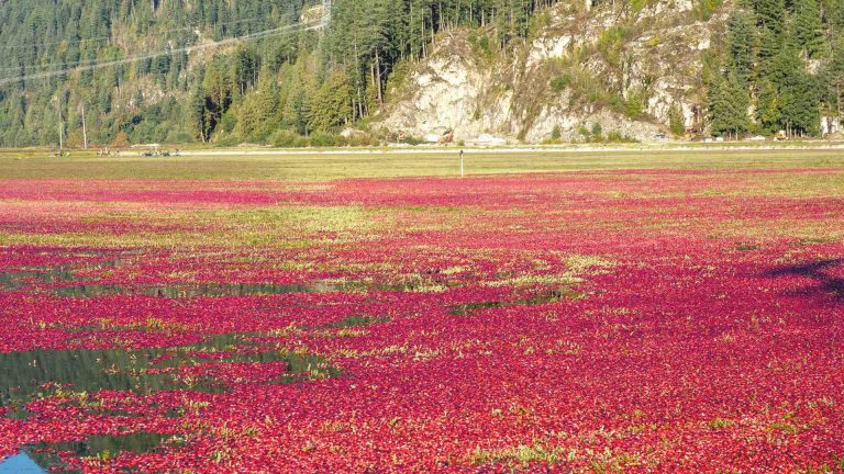 Wisconsin Cranberry Bogs: Unmissable Stops on the Trail