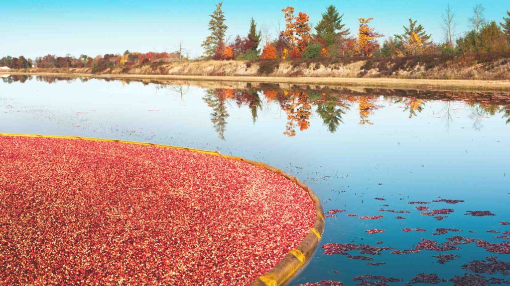 Wisconsin Cranberry Bogs: Unmissable Stops on the Trail