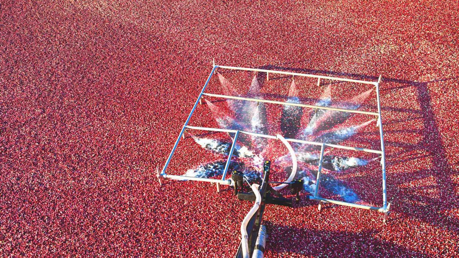 Wisconsin Cranberry Bogs: Unmissable Stops on the Trail